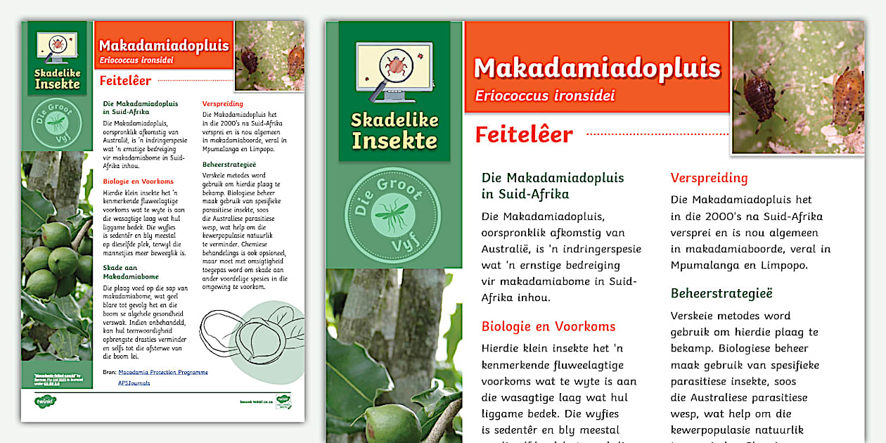 Skadelike Insekte: Die Groot Vyf - Makadamiadopluis - Twinkl