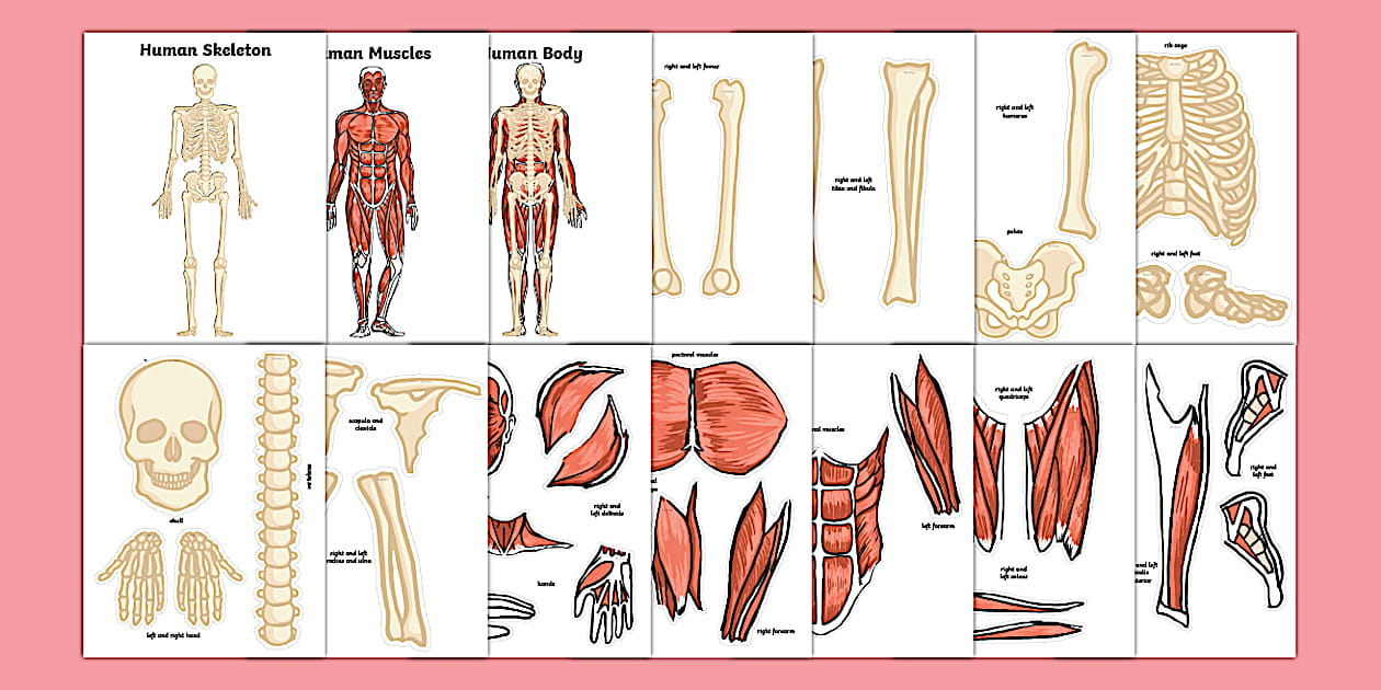 Build the Musculoskeletal System Hands-On Worksheet for 3rd-5th Grade