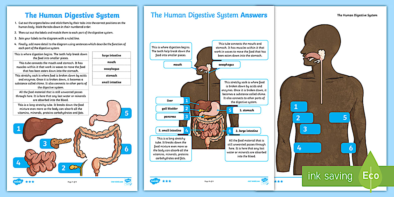 Editable Digestive System KS2 - Cut and Stick Activity