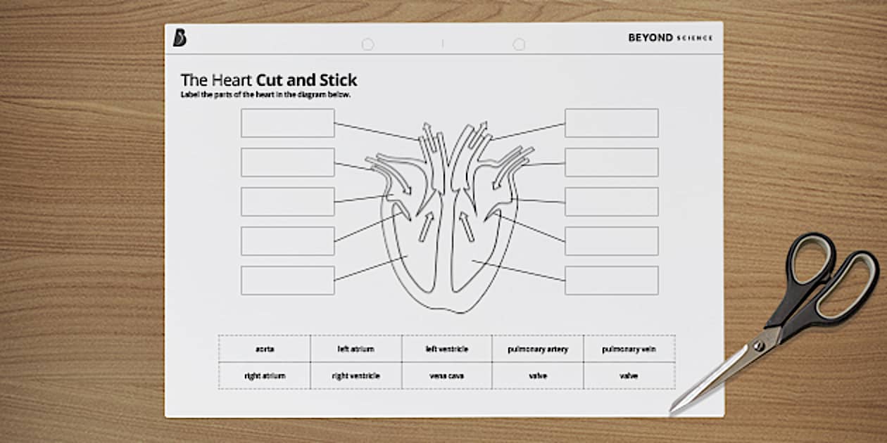 Labelled Heart Diagram Activity | The Heart Cut and Stick