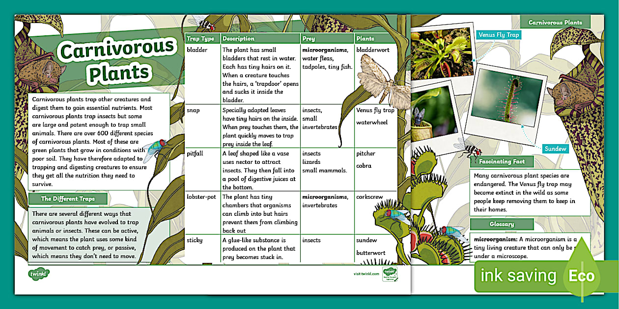 Carnivorous Plants KS2 Fact File (teacher made) - Twinkl