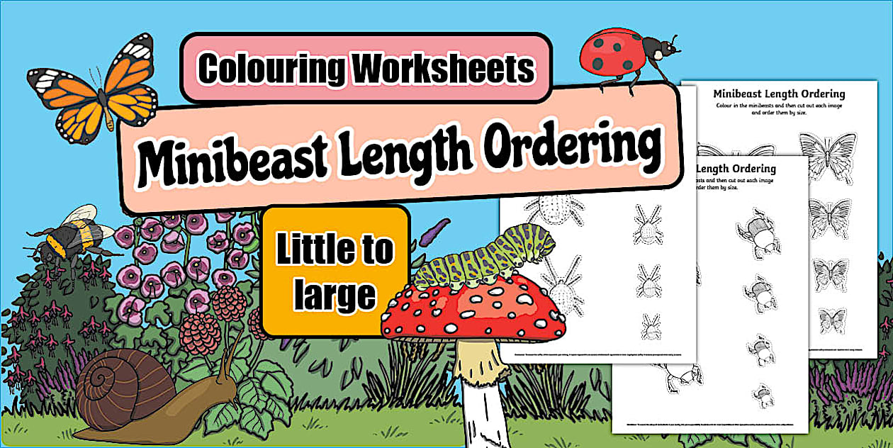 Minibeast Length Ordering Colouring Worksheets