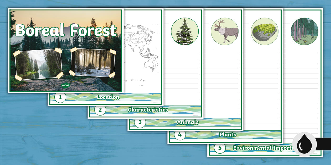 Boreal Forest Flipbook (teacher made) - Twinkl