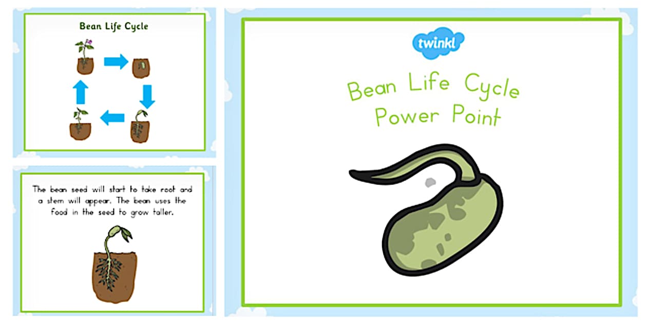Bean Life Cycle PowerPoint (teacher made) - Twinkl