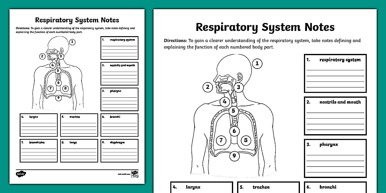 Seventh Grade Respiratory System Notes Template - Twinkl