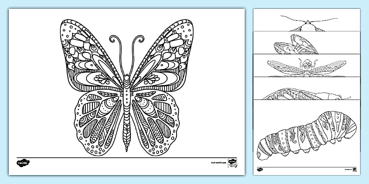 New Zealand Bugs and Insects Mindfulness Colouring Pages