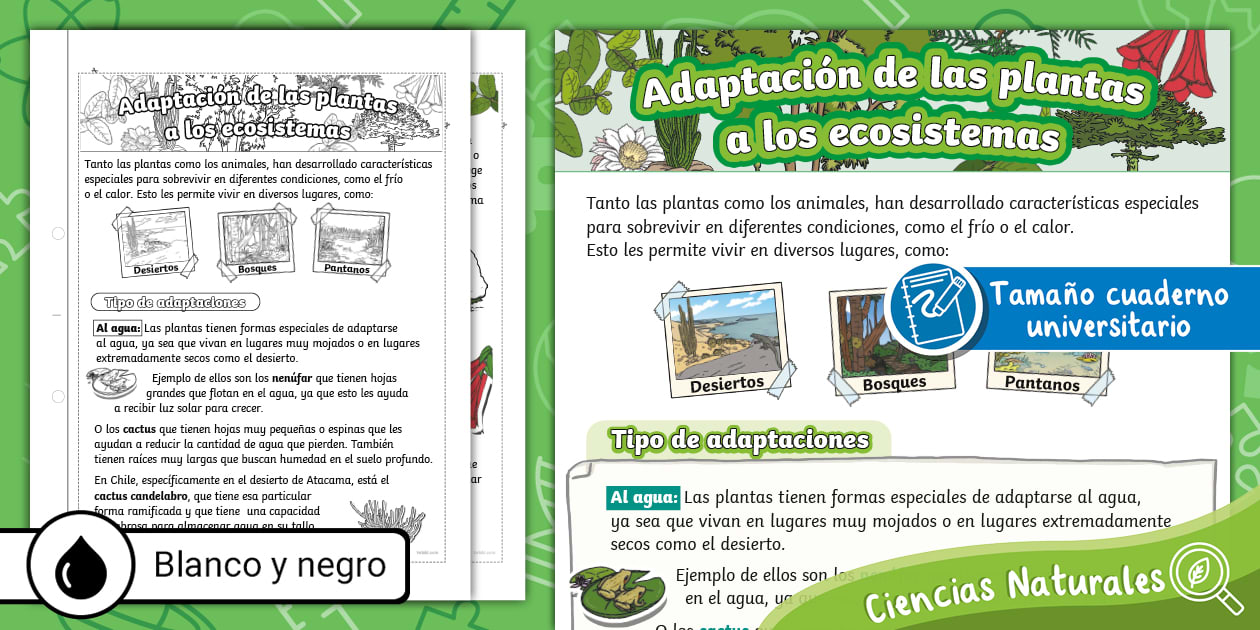 Ficha | Informativa | Adaptaciones | Plantas | Ecosistema