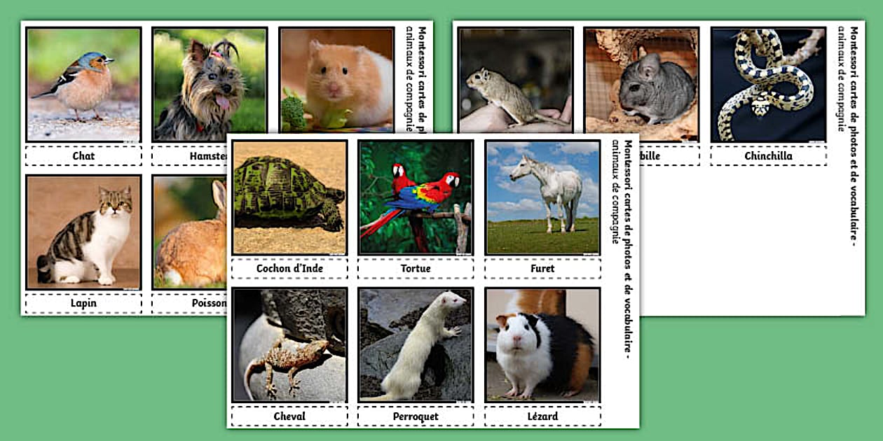 Montessori cartes de photos et de vocabulaire - animaux de compagnie