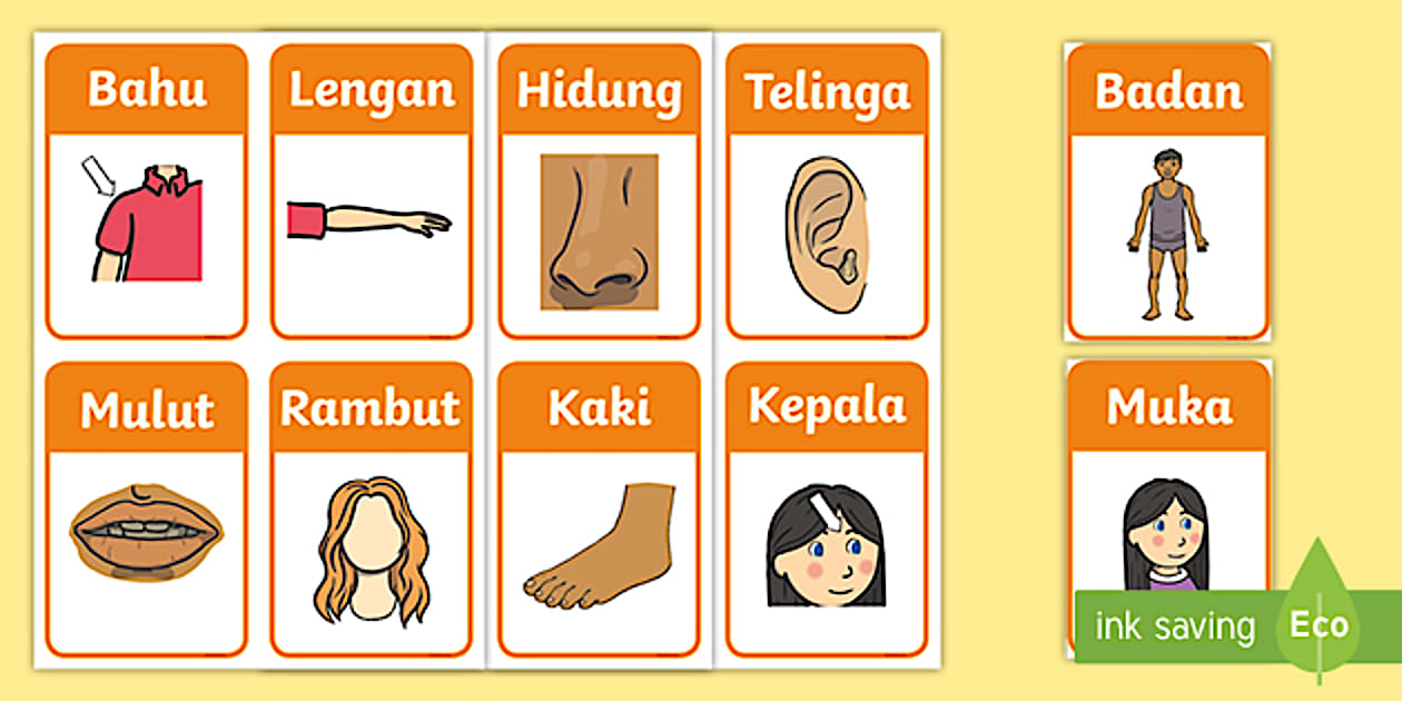 NSW My Body Flashcards Indonesian (teacher made) - Twinkl