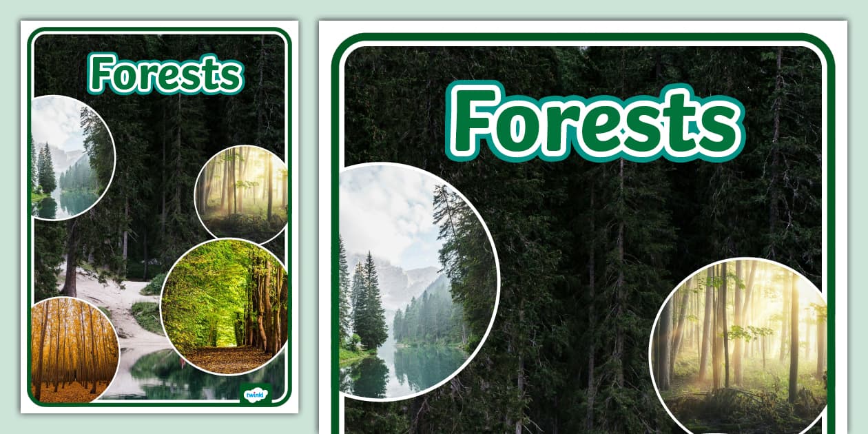 Forests Photo Display Poster (teacher made) - Twinkl