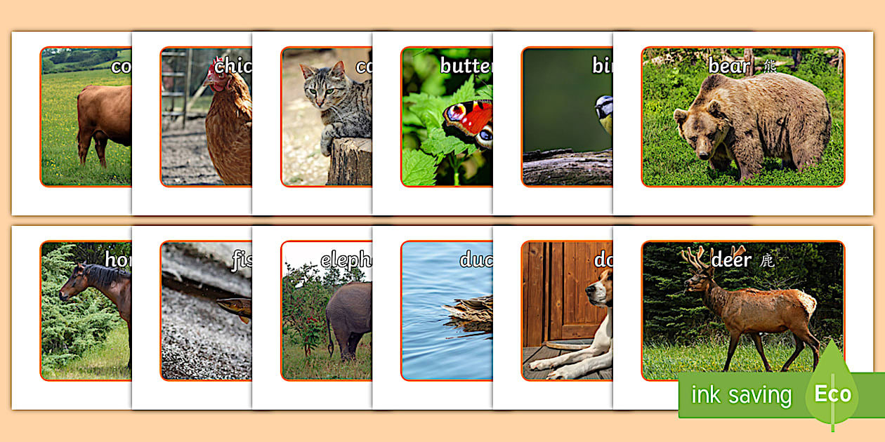 Animals Display Photos English/Mandarin Chinese - Twinkl