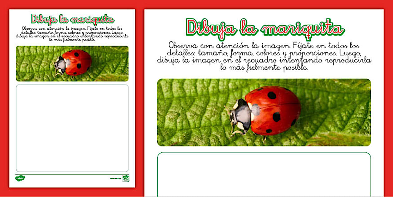Ficha de actividad: Dibuja la mariquita