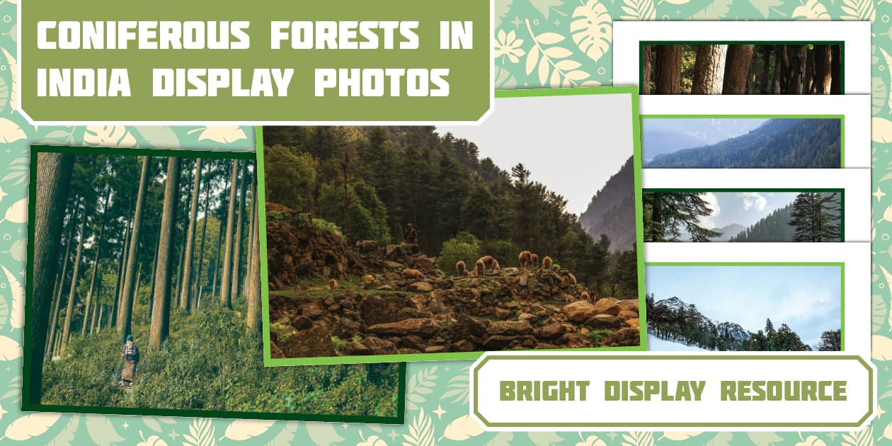 Coniferous Forests in India Display Photos