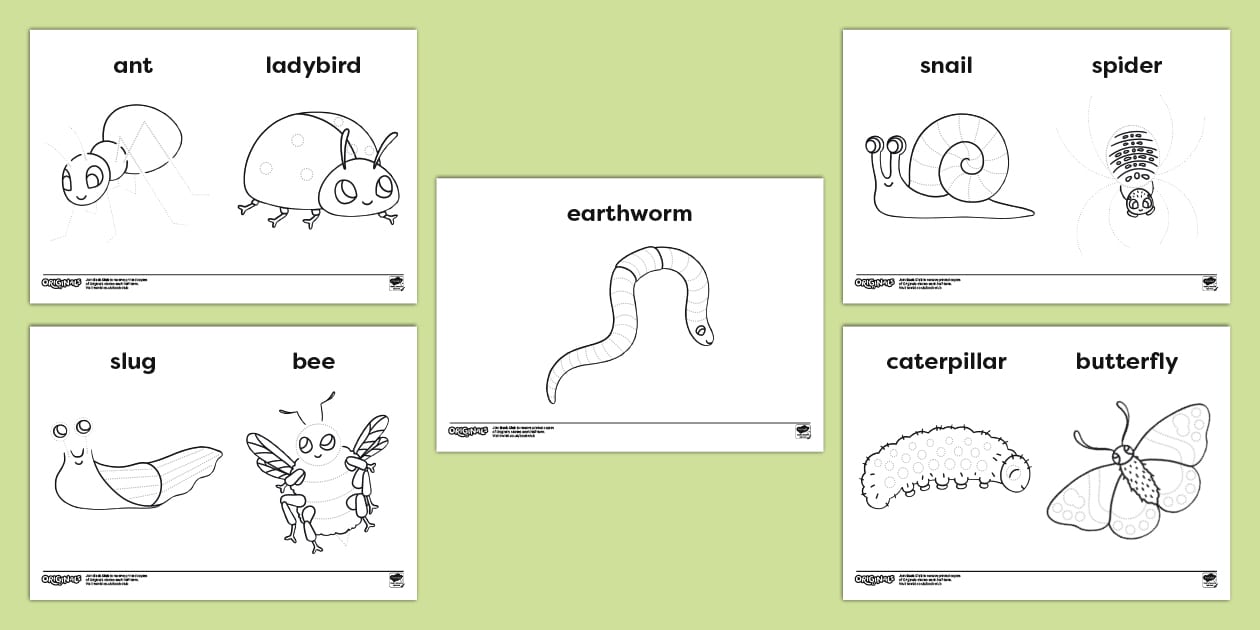 Complete the Minibeast Pencil Control Sheets (teacher made)