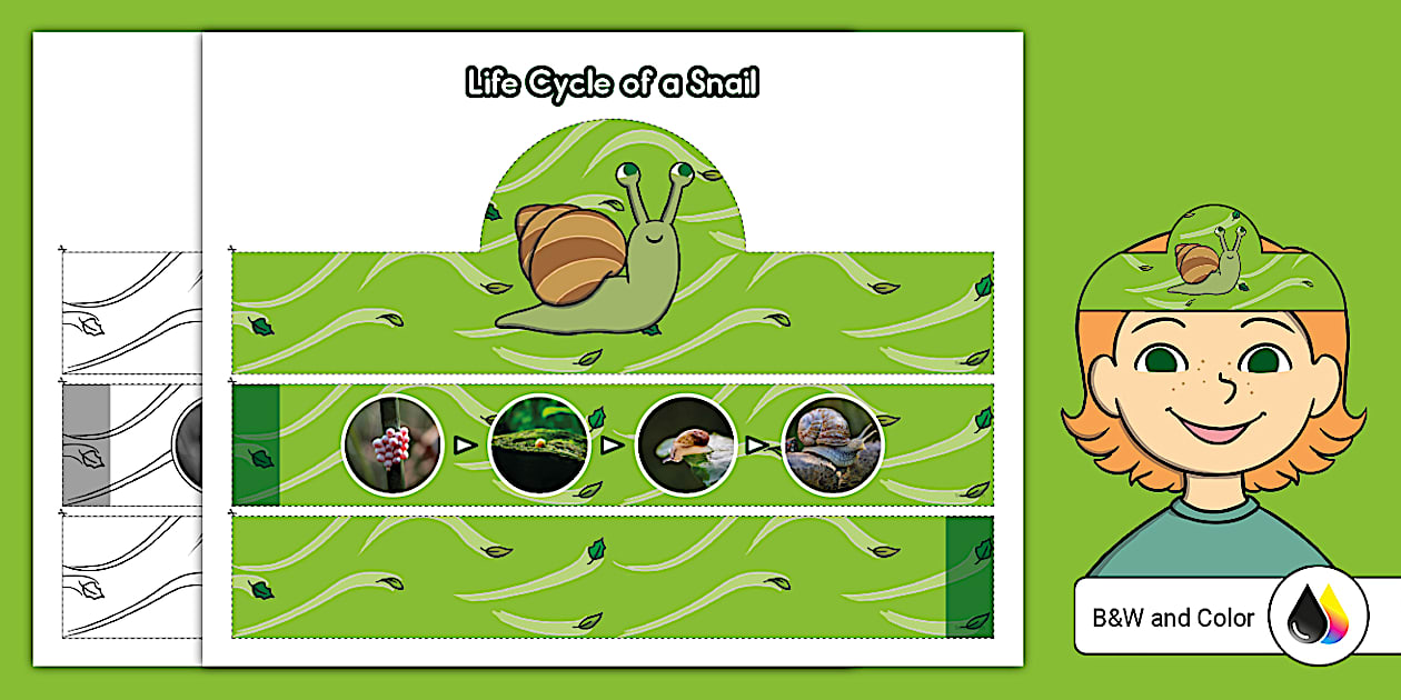 Life Cycle of a Snail Headband (teacher made) - Twinkl