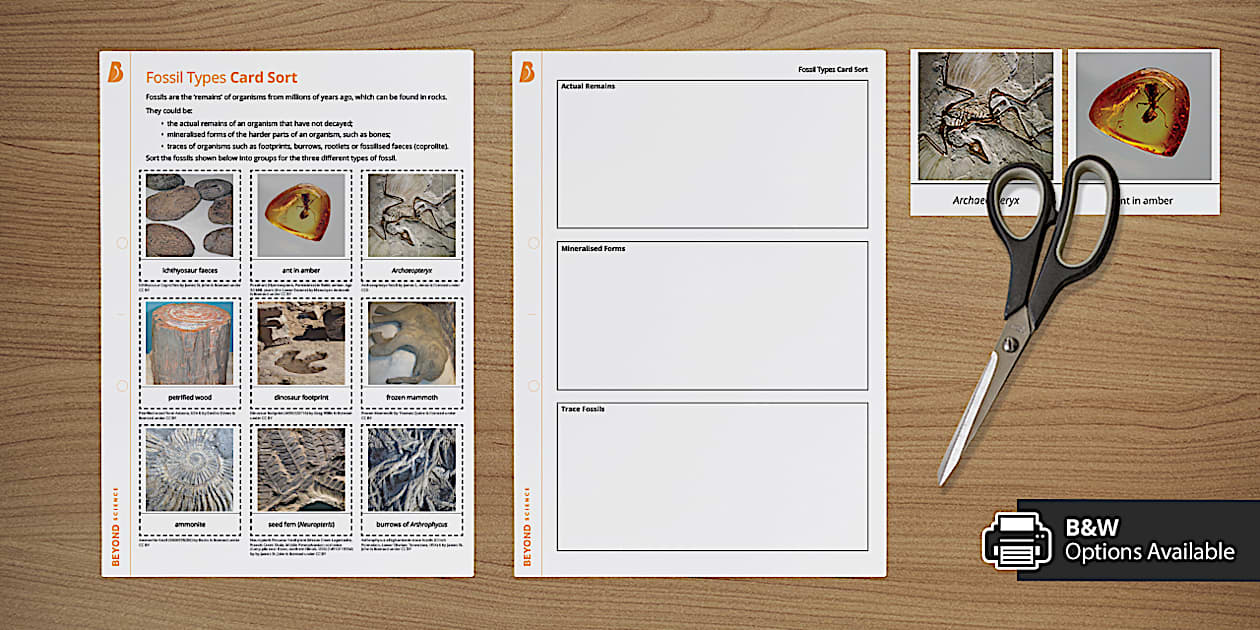 Types of Fossils Card Sort Activity | GCSE Biology | Beyond