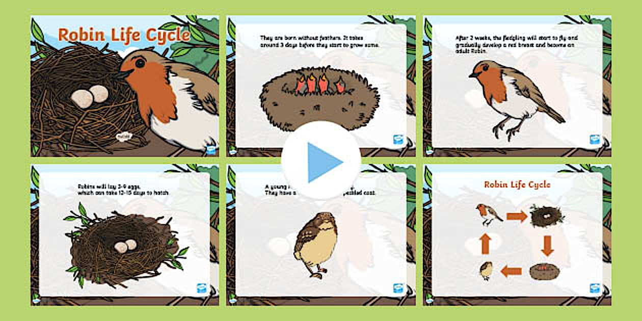 Robin Life Cycle PowerPoint (teacher made) - Twinkl