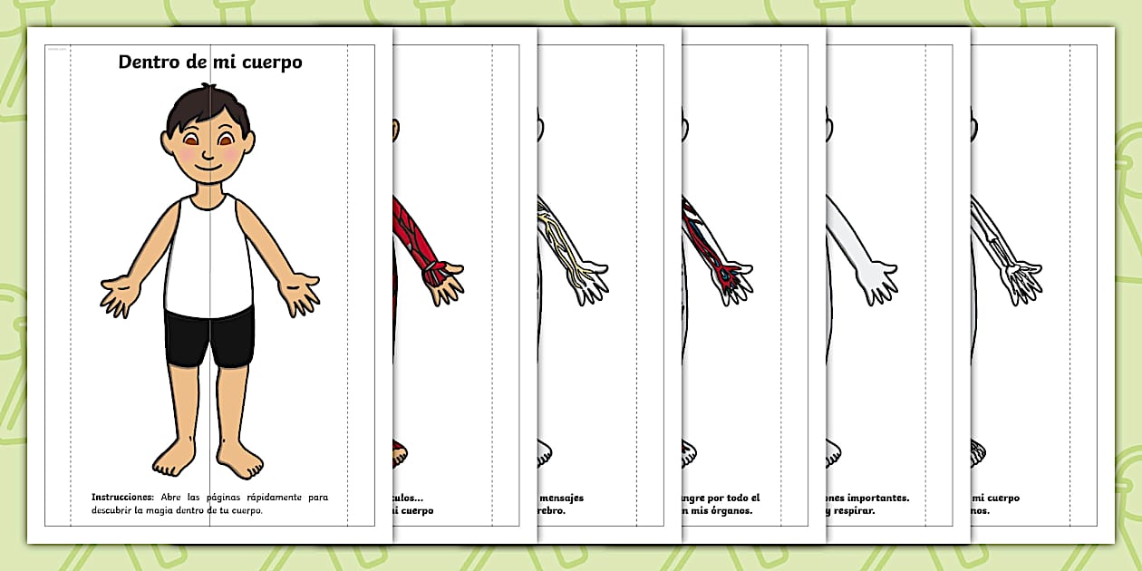 El cuerpo humano por capas para niños - Twinkl Colombia