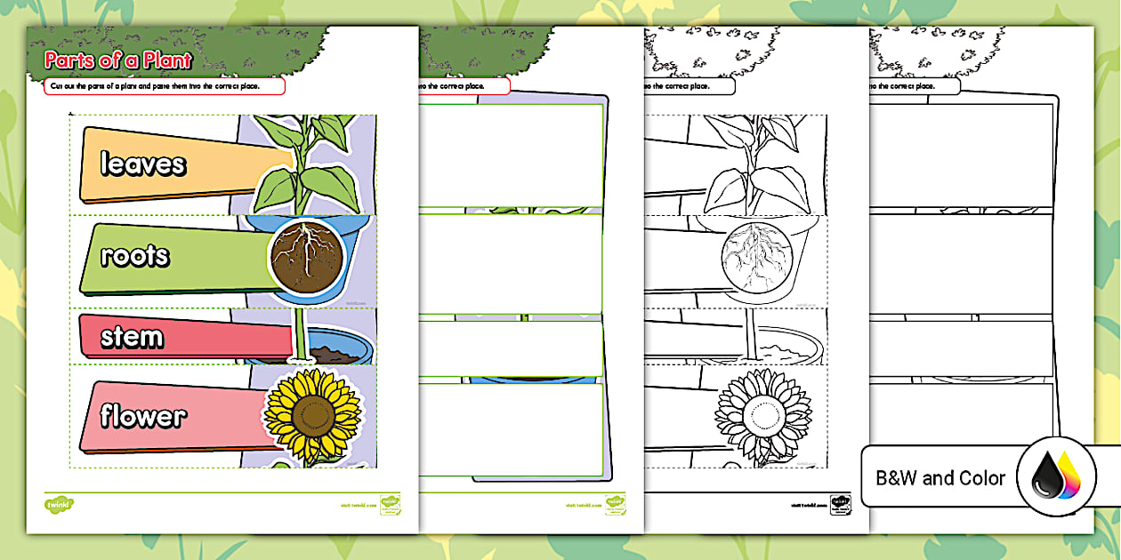 Parts of a Plant Cut and Paste Worksheet for PK-K - Twinkl
