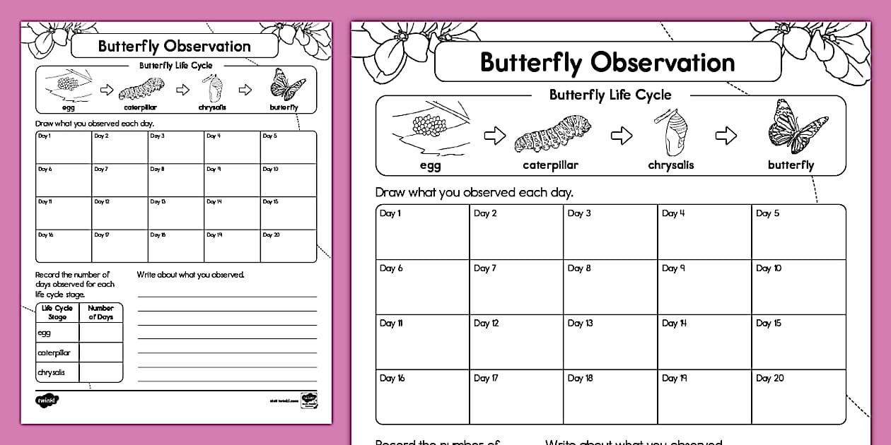 Butterfly Observation Worksheet for K-2nd Grade - Twinkl