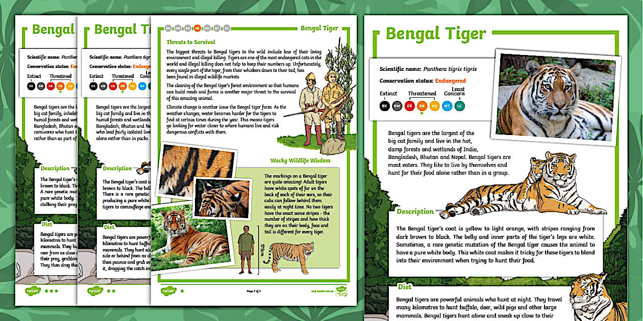 Endangered Species Day Bengal Tiger Differentiated Fact File
