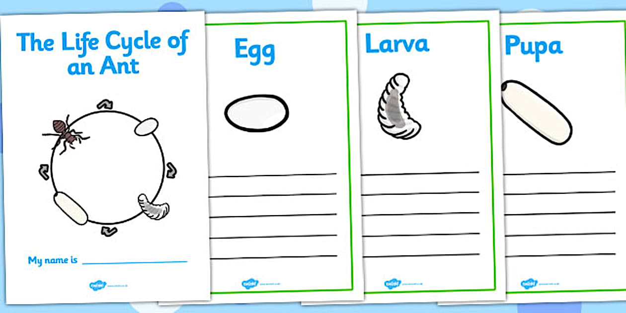 Ant Life Cycle Workbook (teacher made) - Twinkl