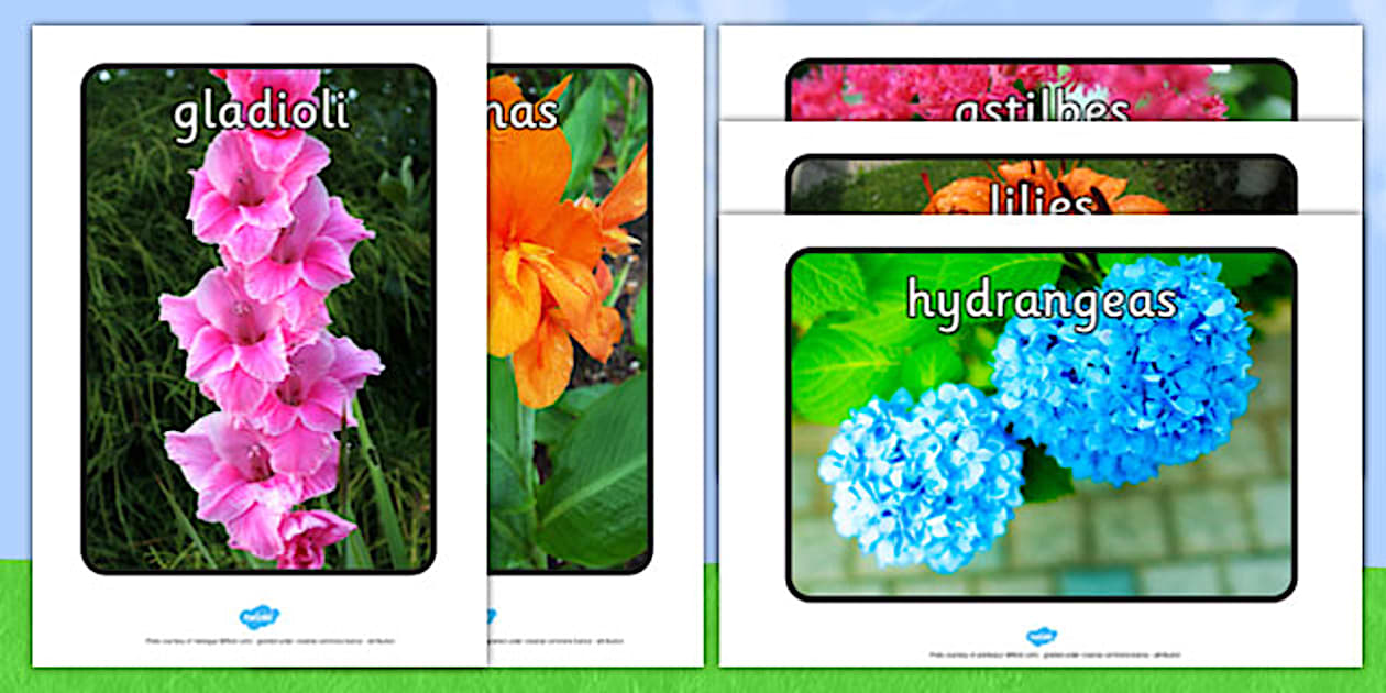 Editable Summer Blooming Flowers Display Photos - Twinkl