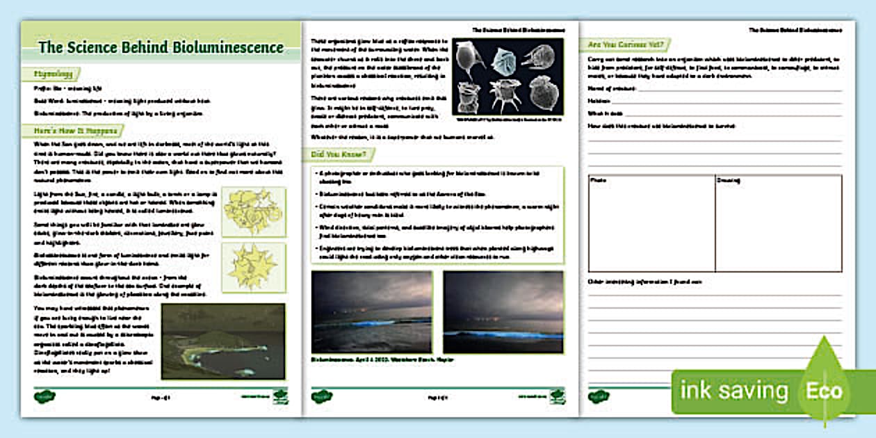 The Science Behind Bioluminescence Fact File - Twinkl