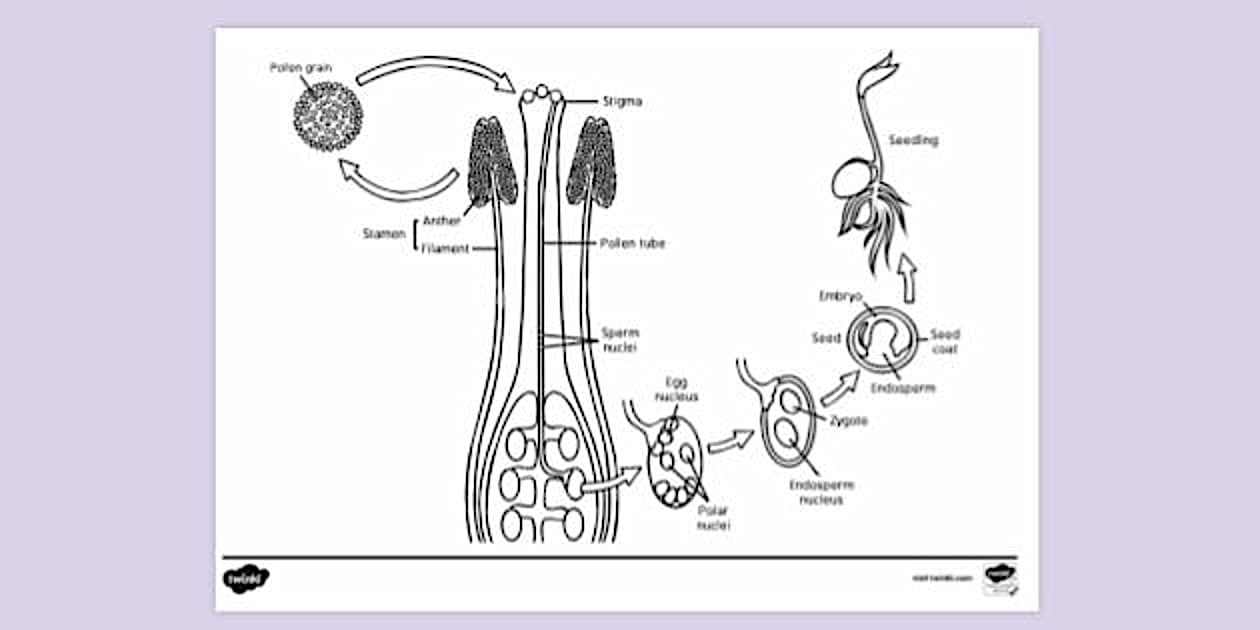 Plants Reproduction Labelled | Colouring Sheet - Twinkl