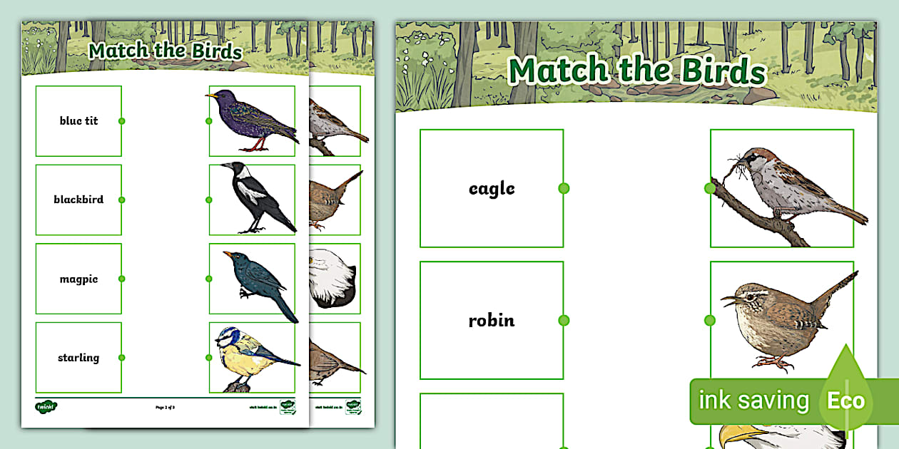 Bird Matching Activity (teacher made) - Twinkl