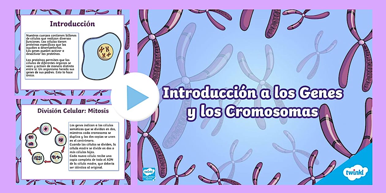 Presentación escolar: genes y cromosomas - Twinkl Colombia