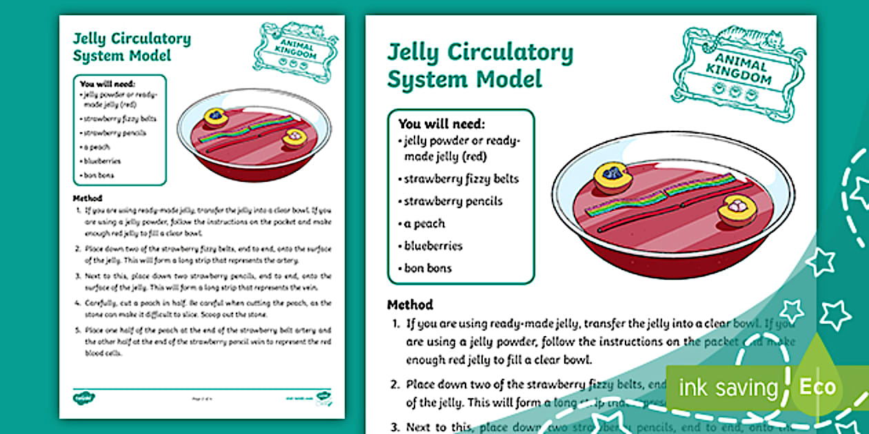 Circulatory System Experiments For Kids - Science - Twinkl