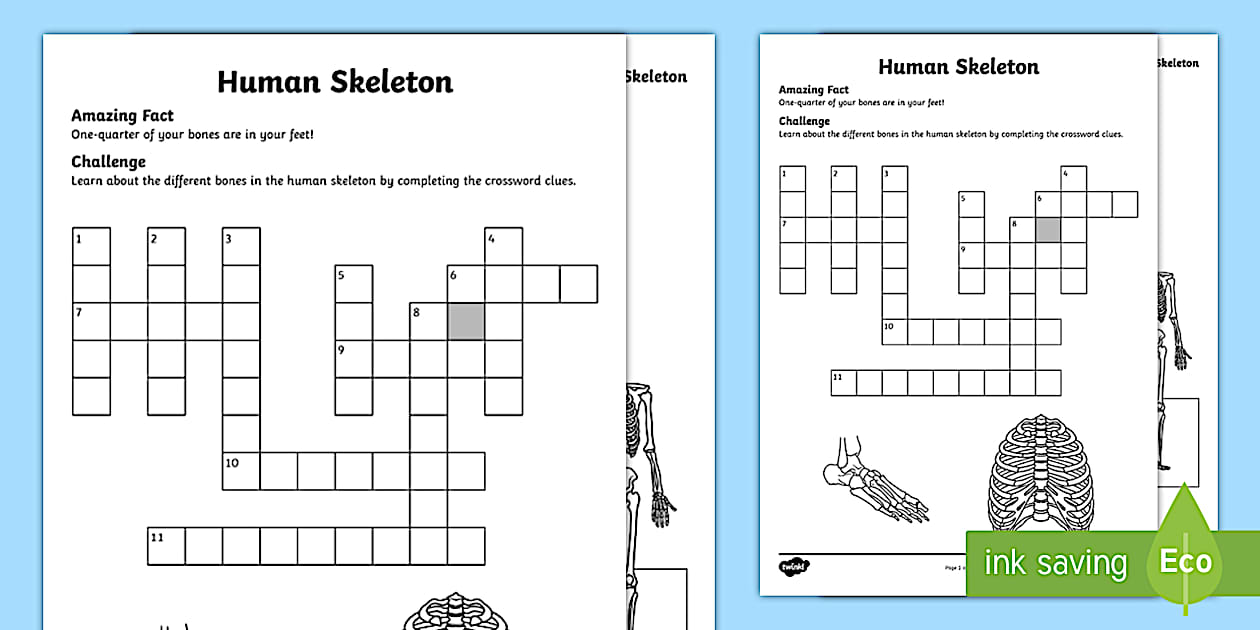 Human Skeleton Crossword (teacher made) - Twinkl