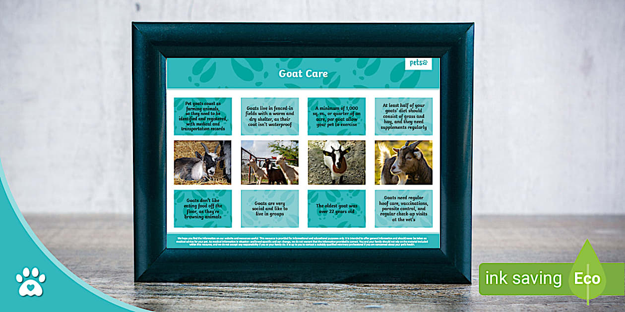 Goat Care - Essential Fact Sheet - Goats - Twinkl Pets