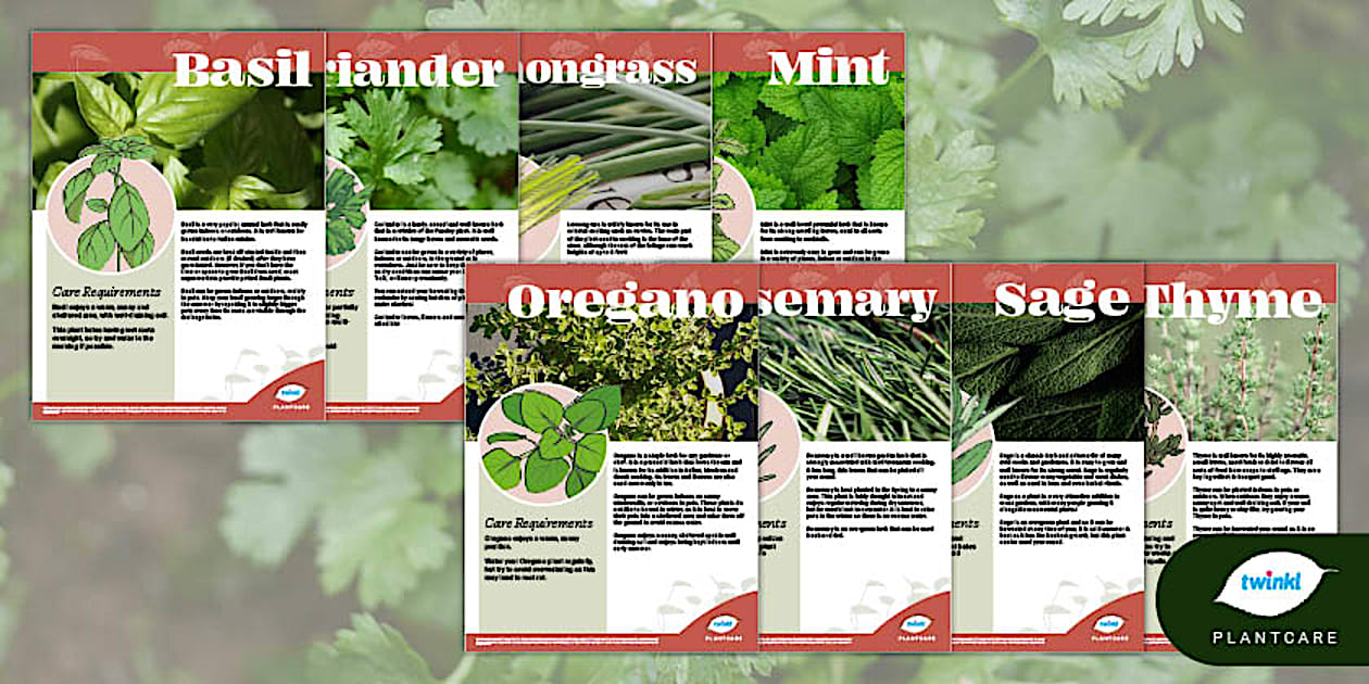 Common Herbs Pack, Plantcare, Fact File, Growing Herbs