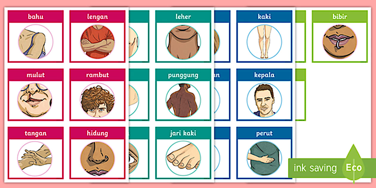 My Body Flashcards - Indonesian (Teacher-Made) - Twinkl