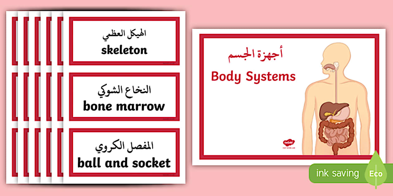 Body Systems Word Wall English/Arabic (teacher made)