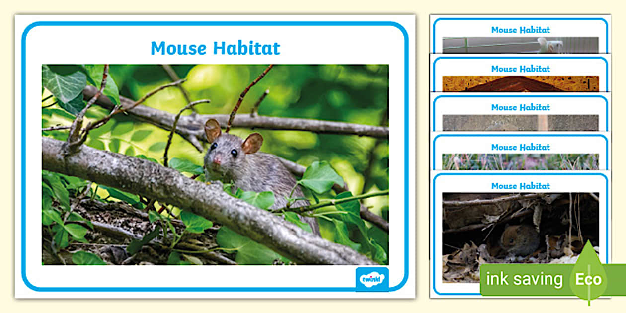 Mouse Habitat Display photos - Classroom display - Resources