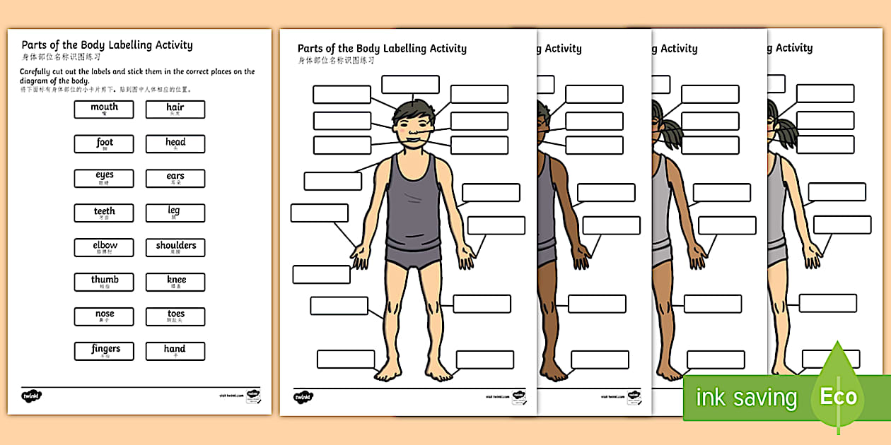 Body Parts Labelling Activity English/Mandarin Chinese - Body Parts ...