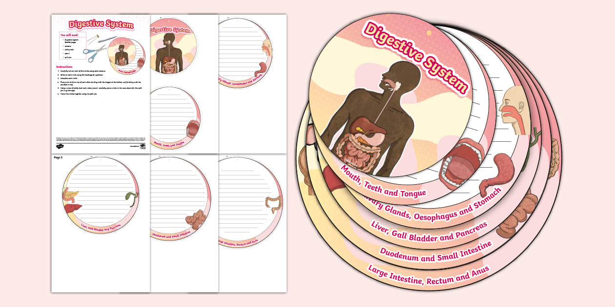 Digestive System Circles Booklet (teacher made) - Twinkl