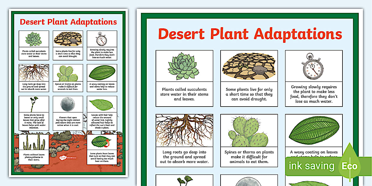 Editable Desert Plant Adaptations Display Poster - Twinkl