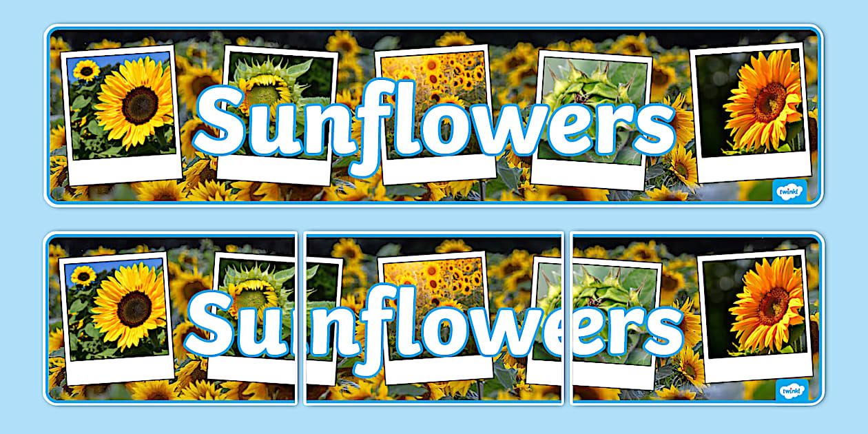 Sunflowers Photo Display Banner - Twinkl - KS1 - Twinkl