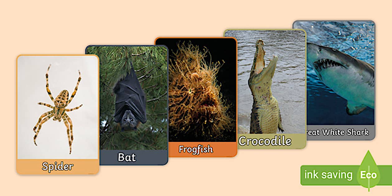 Scary Animals - Poster Pack - KS1 Resources - Display