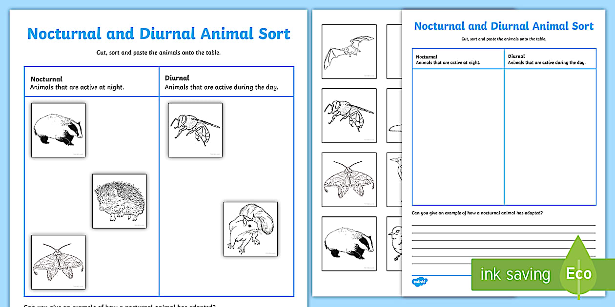 Nocturnal Animals and Diurnal Animals Worksheet | Primary