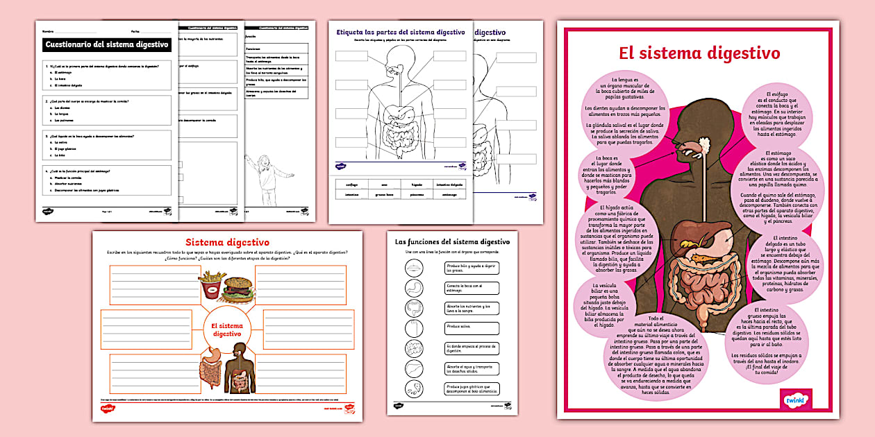 Pack: Actividades del Sistema Digestivo | Twinkl - Twinkl
