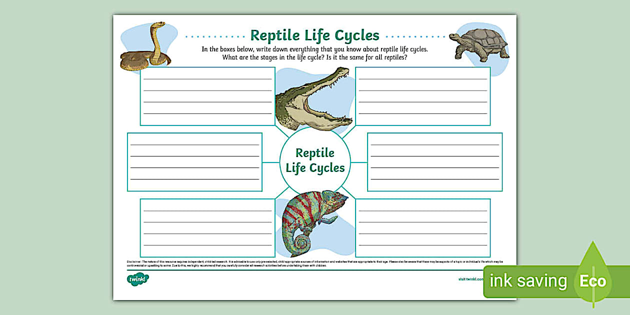 Reptile Life Cycles Mind Map (teacher made) - Twinkl