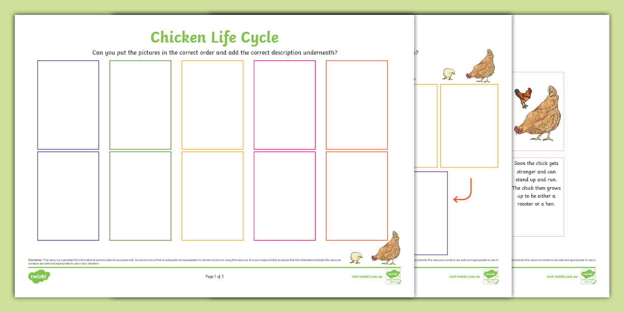 Life Cycle of a Chicken Worksheets