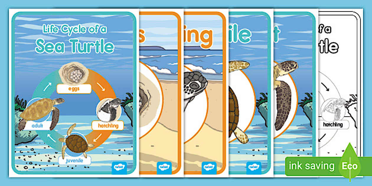 Printable Sea Turtle Life Cycle Posters | Twinkl USA