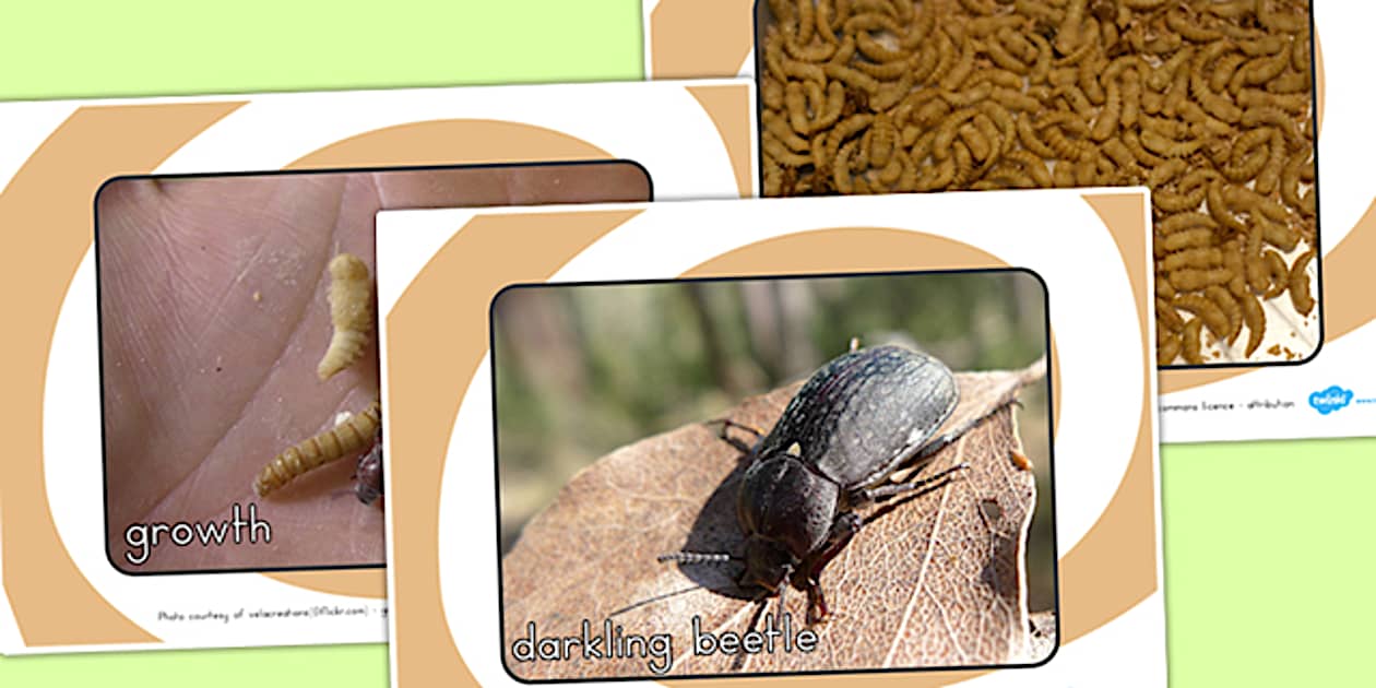 Darkling Beetle Life Cycle Display Photos - Twinkl