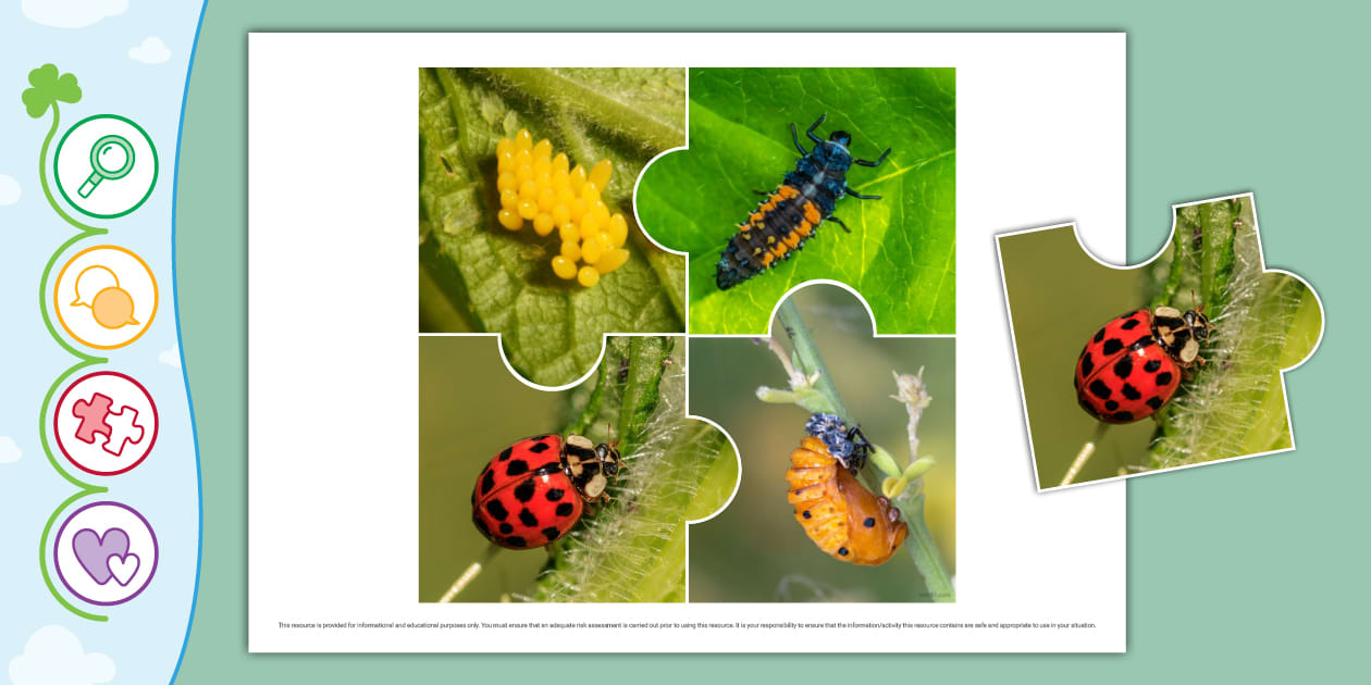 Life cycle of Ladybirds Jigsaw Puzzle (teacher made)